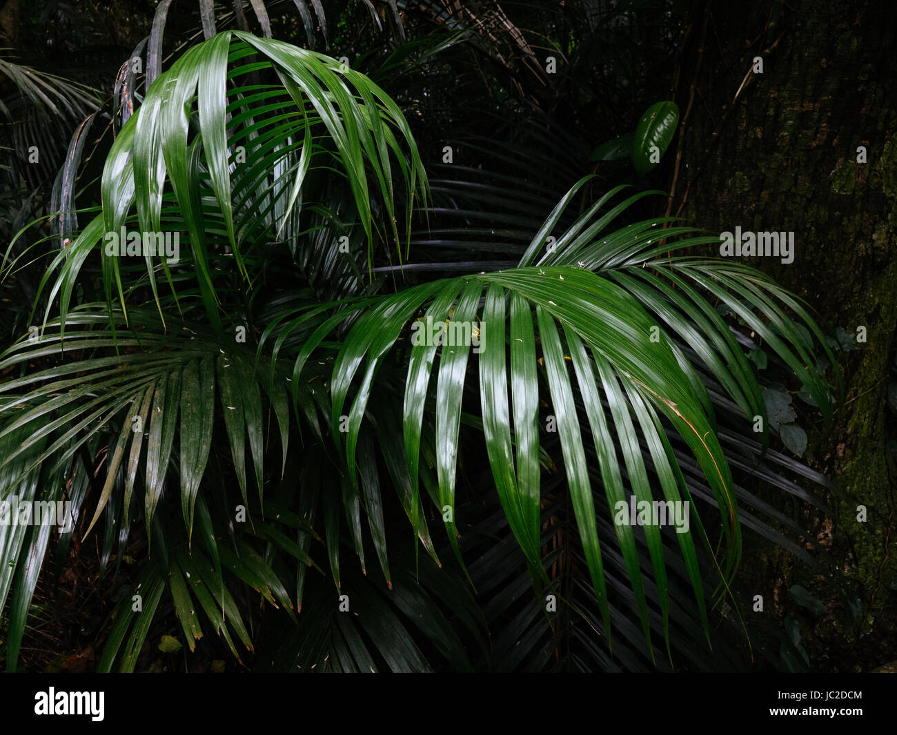 Okinawa island rainforest hi-res stock photography and images - Alamy