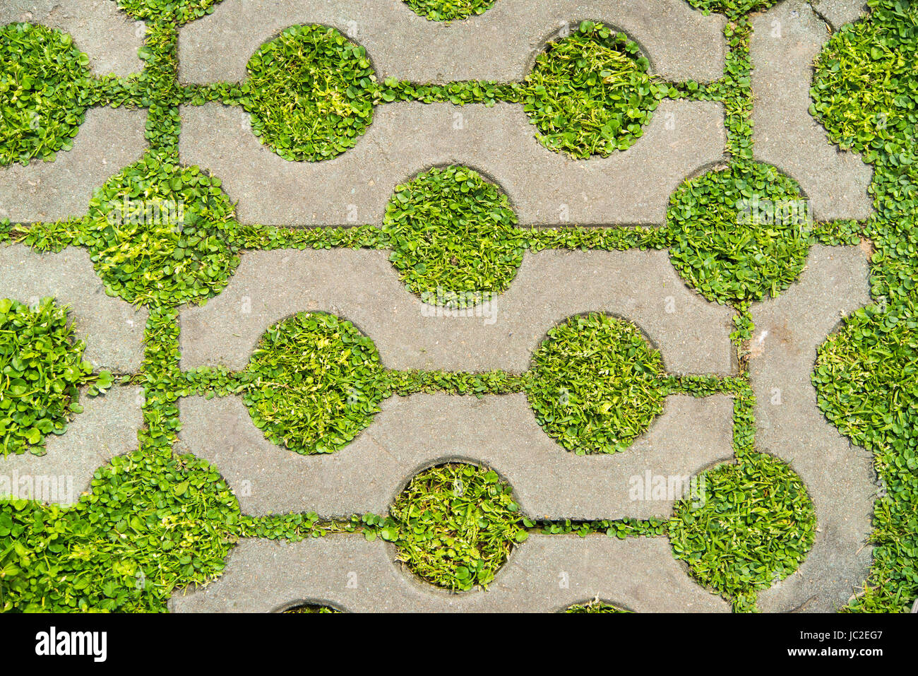 Green grass between cement brick background Stock Photo - Alamy