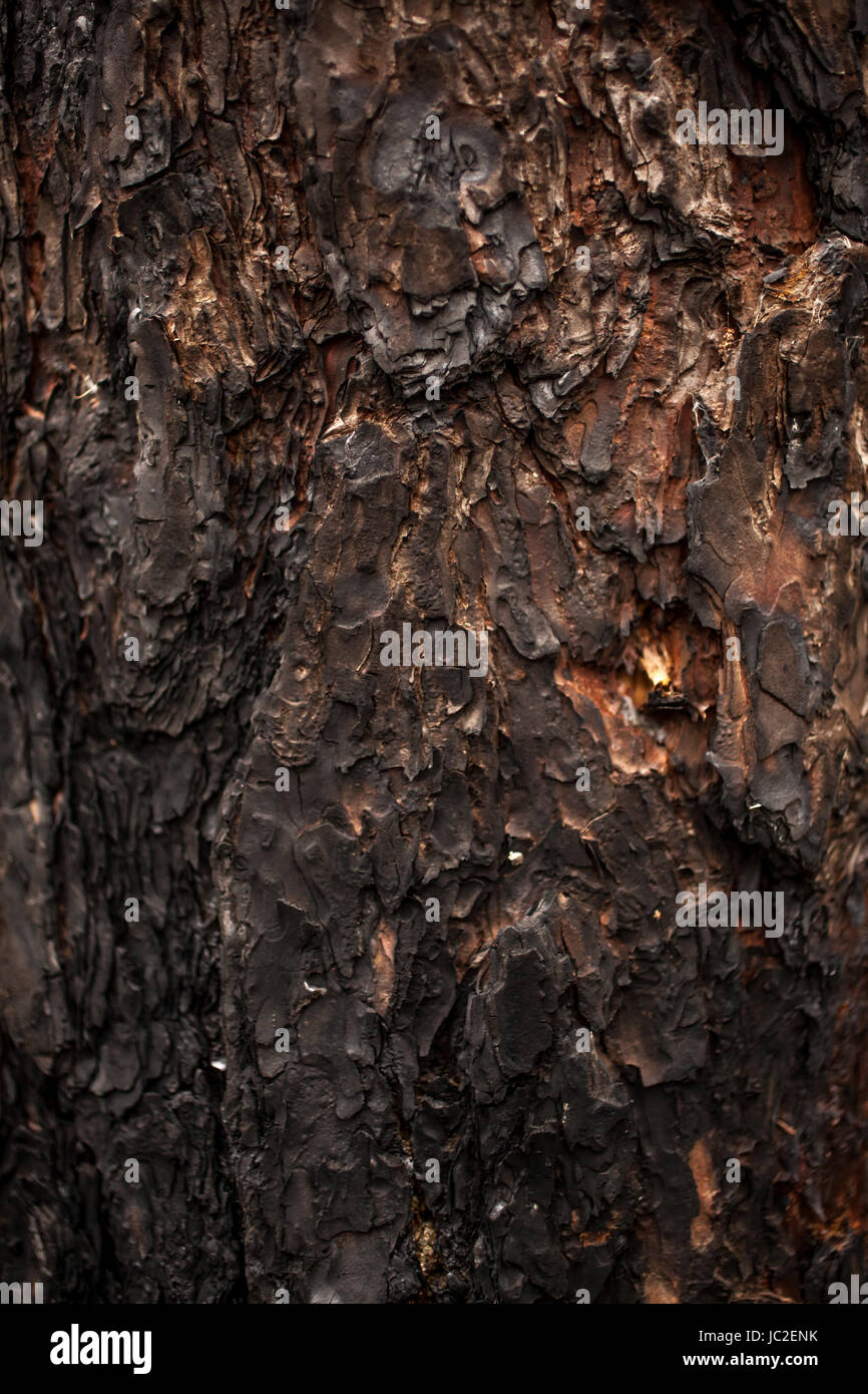Closeup texture of burnt wooden bark Stock Photo - Alamy