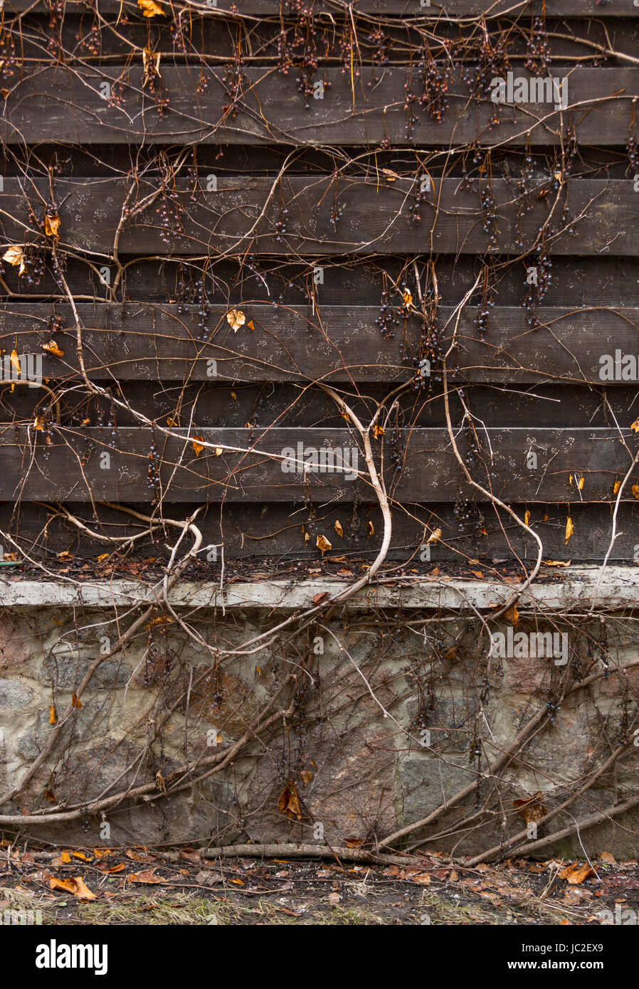 Dead creeping ivy hi-res stock photography and images - Alamy