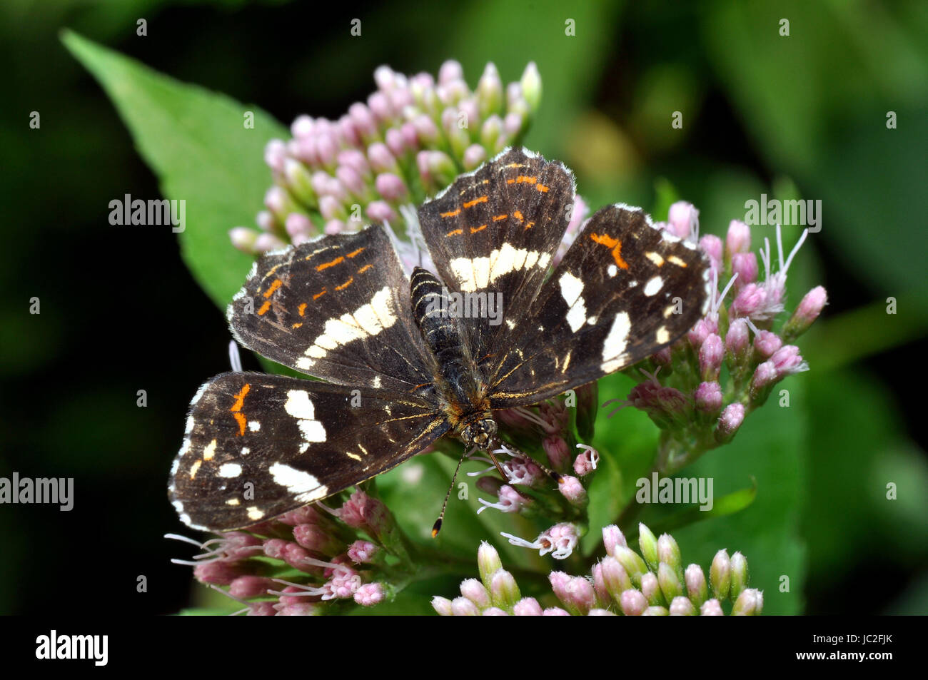 map butterfly on flower Stock Photo - Alamy