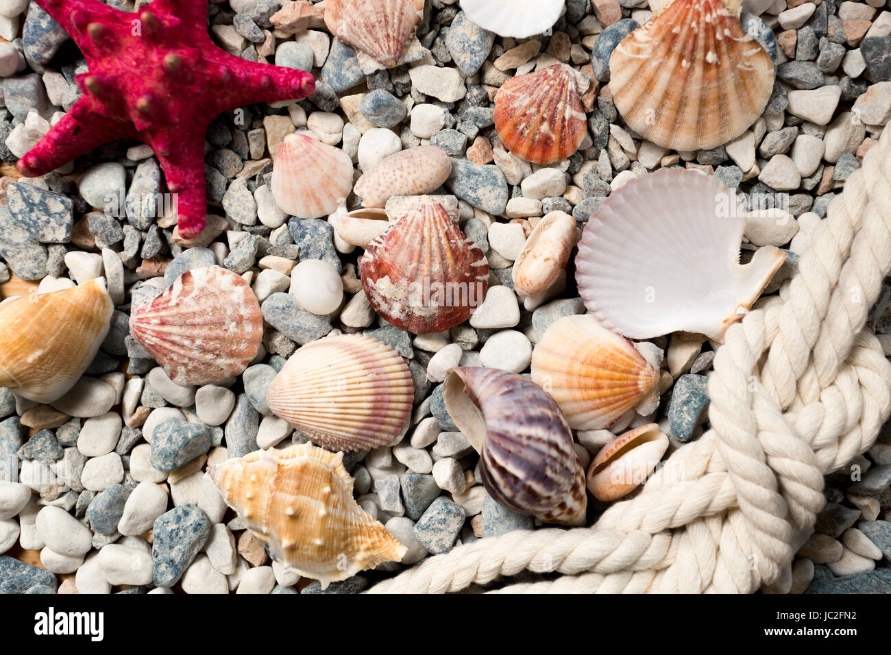Beautiful background with colorful seashells and ropes lying on ...