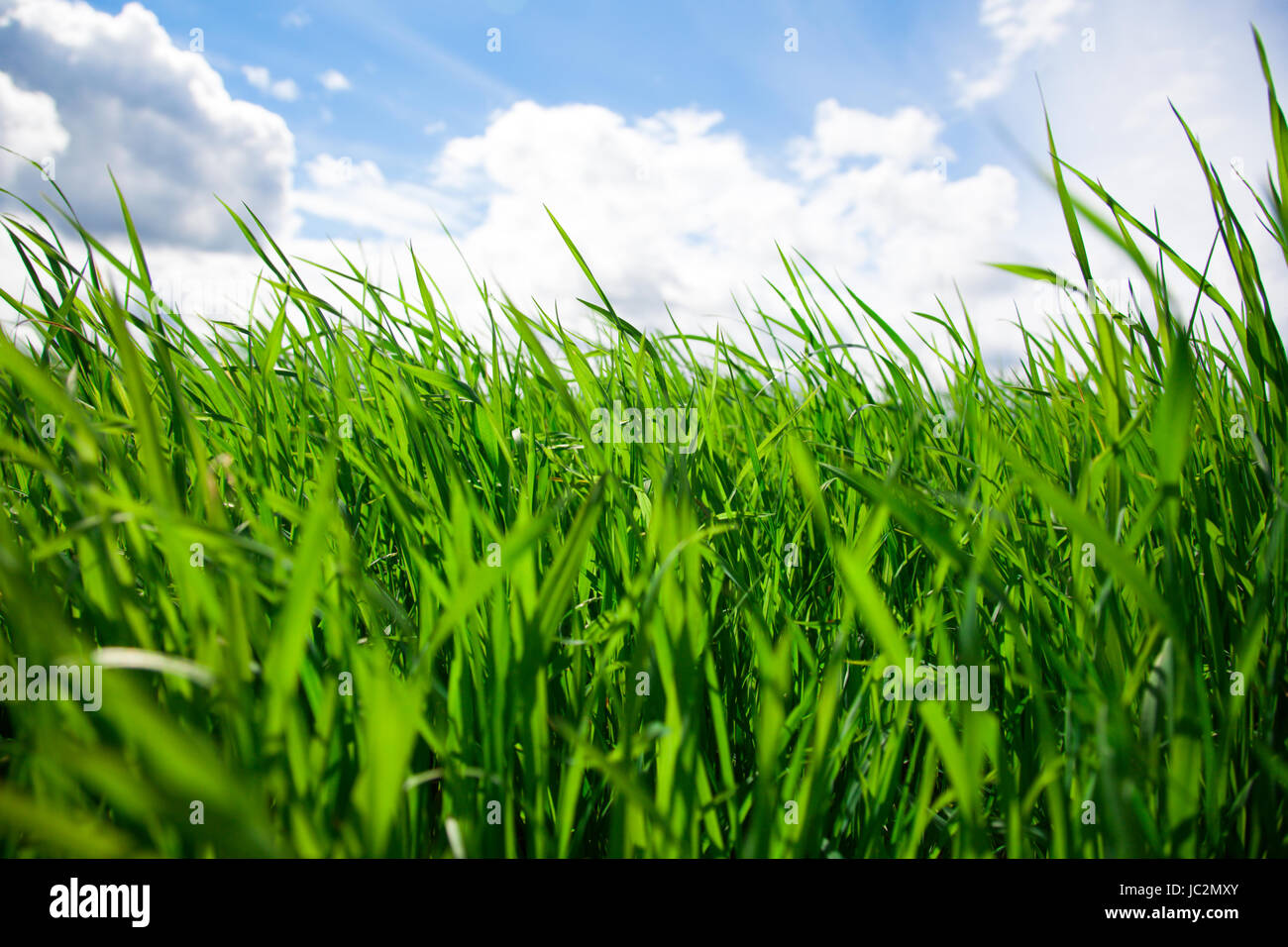 green summer grass and sky Stock Photo - Alamy