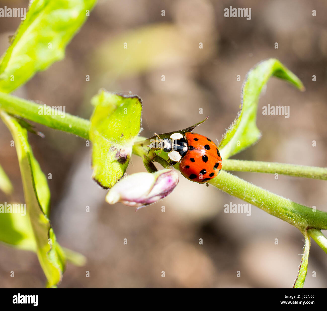 Ladybird Close Up Face Stock Photos & Ladybird Close Up Face Stock ...