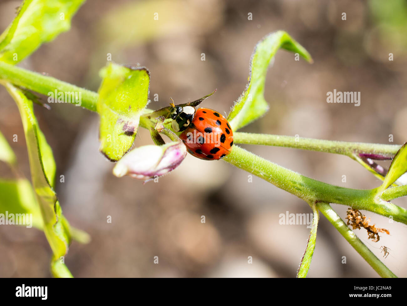 Ladybird face close up hi-res stock photography and images - Alamy