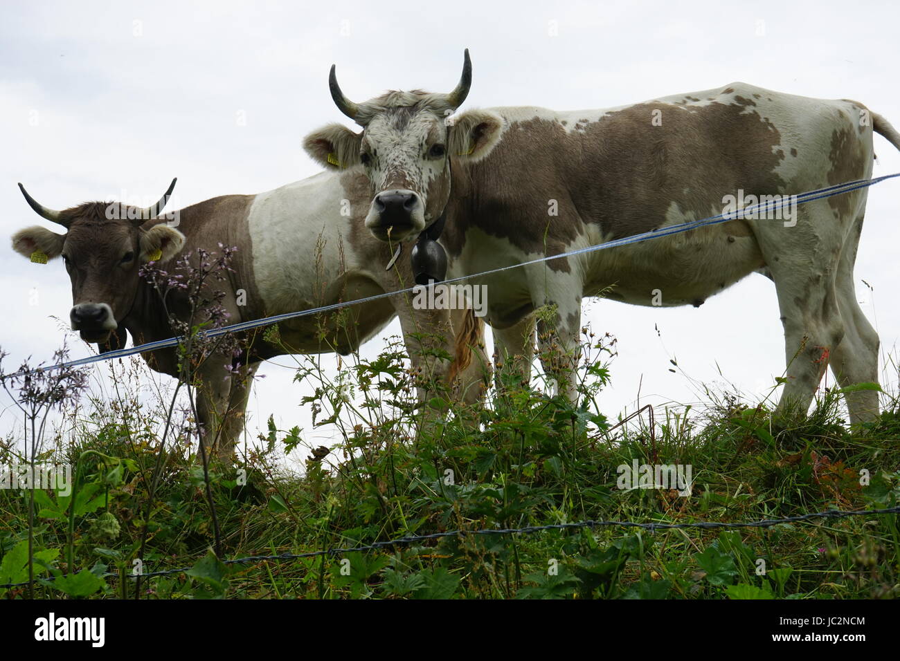 Cows figure hi-res stock photography and images - Alamy