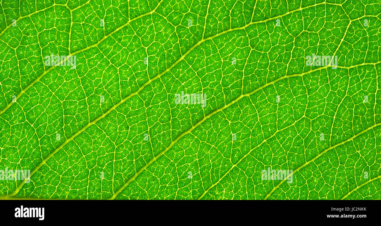 structure of leaf natural background Stock Photo - Alamy