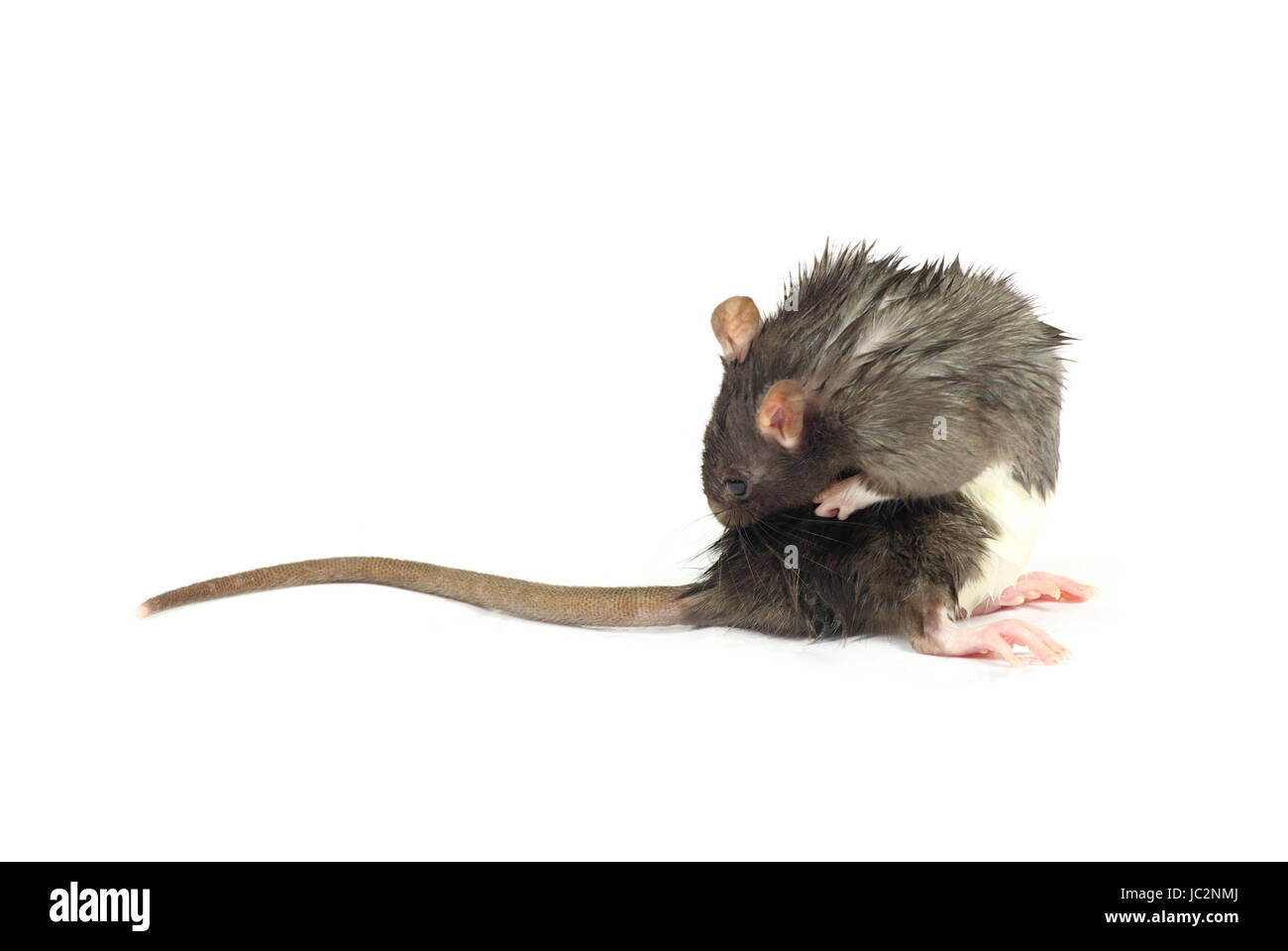 funny rat isolated on white background Stock Photo - Alamy