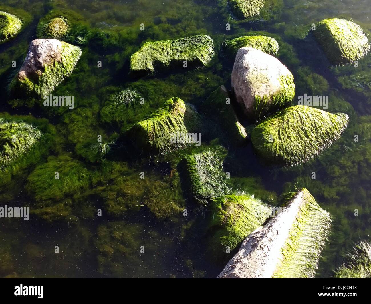 Seaweed that grows on rocks at beach Stock Photo - Alamy
