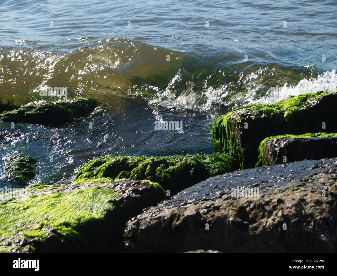 Seaweed that grows on rocks at beach Stock Photo - Alamy