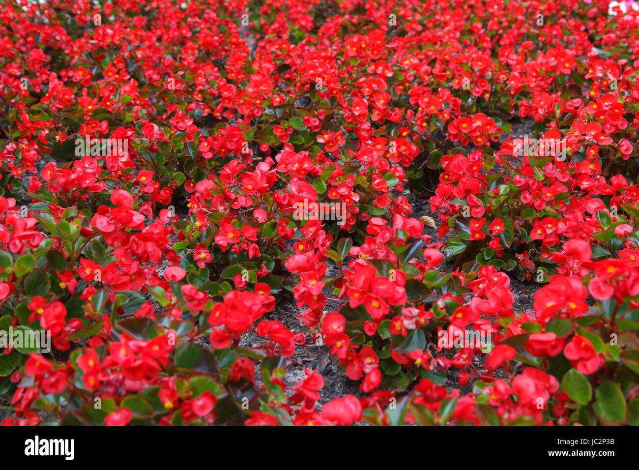 A bunch of red flowers growing from the ground Stock Photo - Alamy
