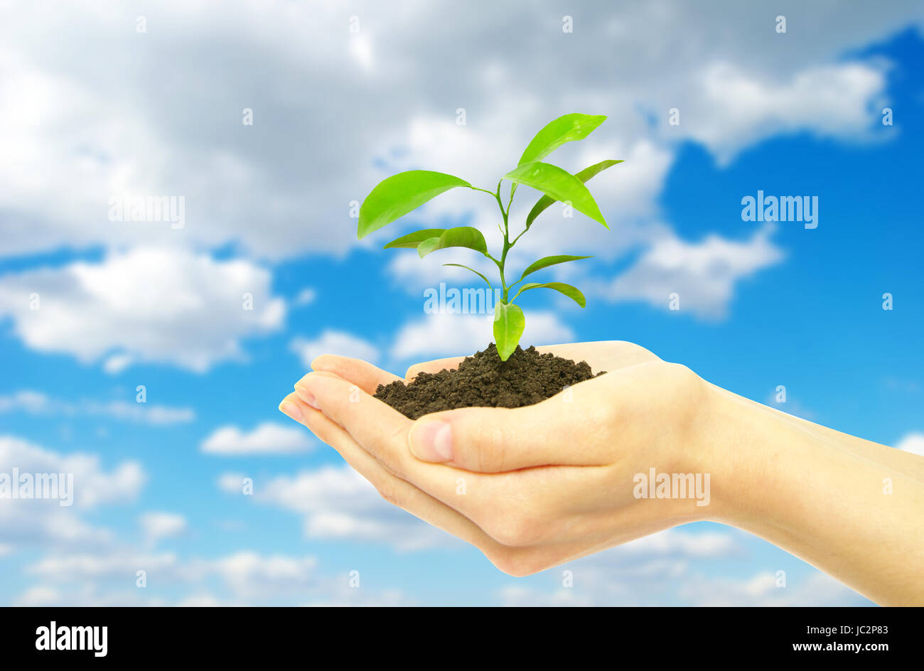Hands holding sapling in soil on sky Stock Photo - Alamy