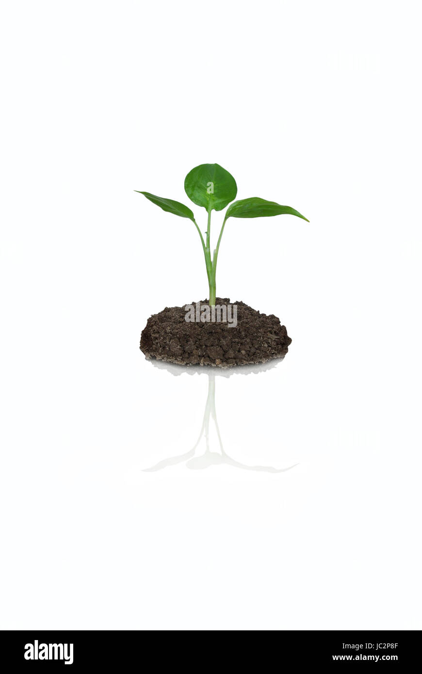 Little green plant on white background Stock Photo - Alamy