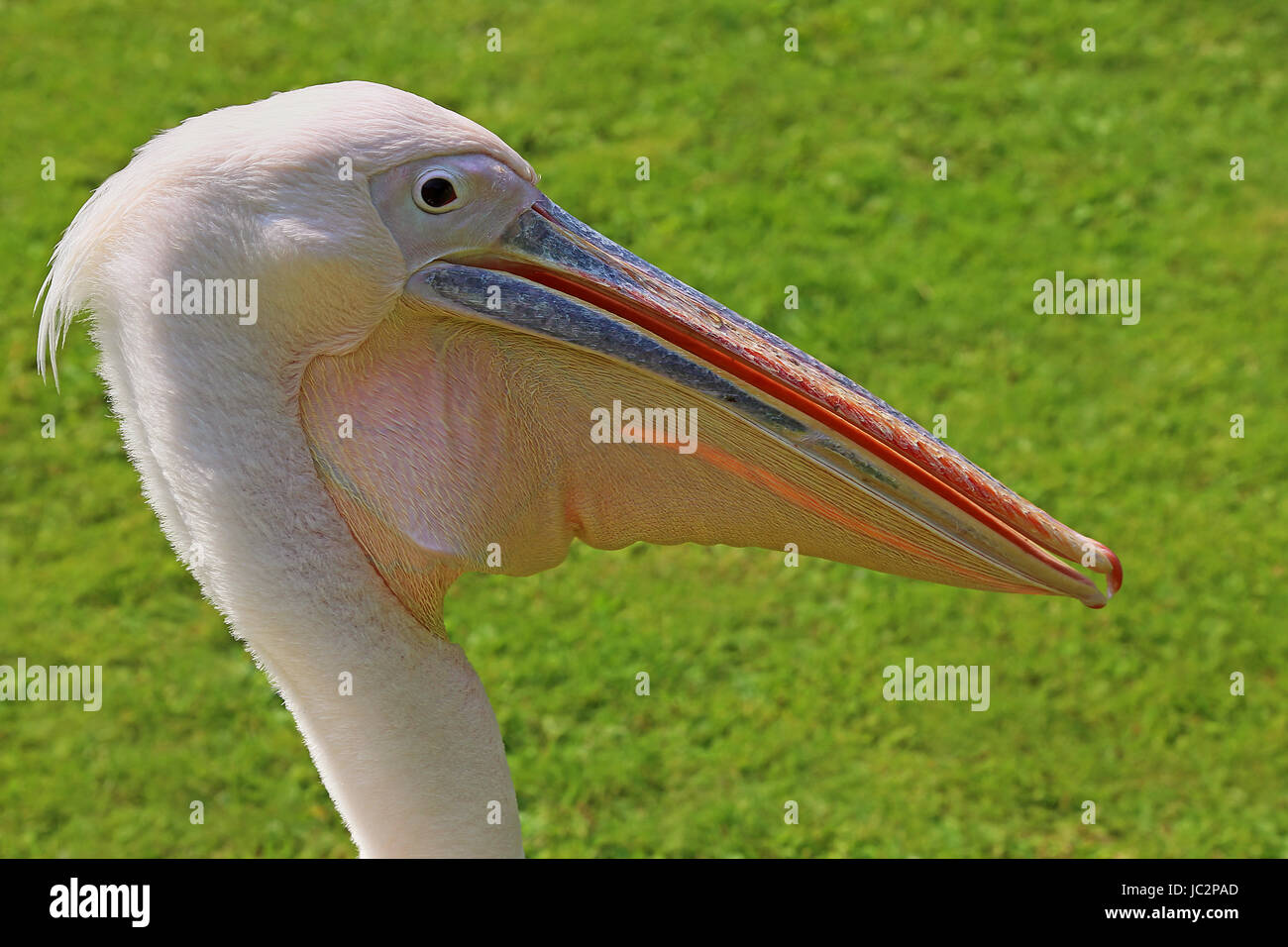 Pelikanportrait hi-res stock photography and images - Alamy