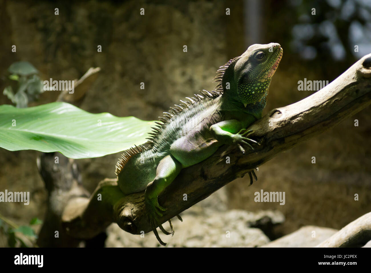 Shovel lizard hi-res stock photography and images - Alamy