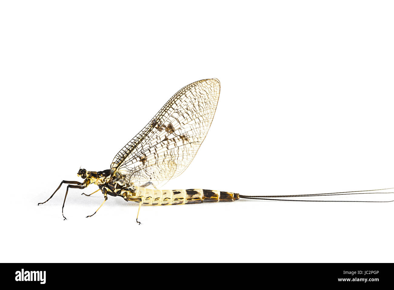 Insect mayfly eye hi-res stock photography and images - Alamy