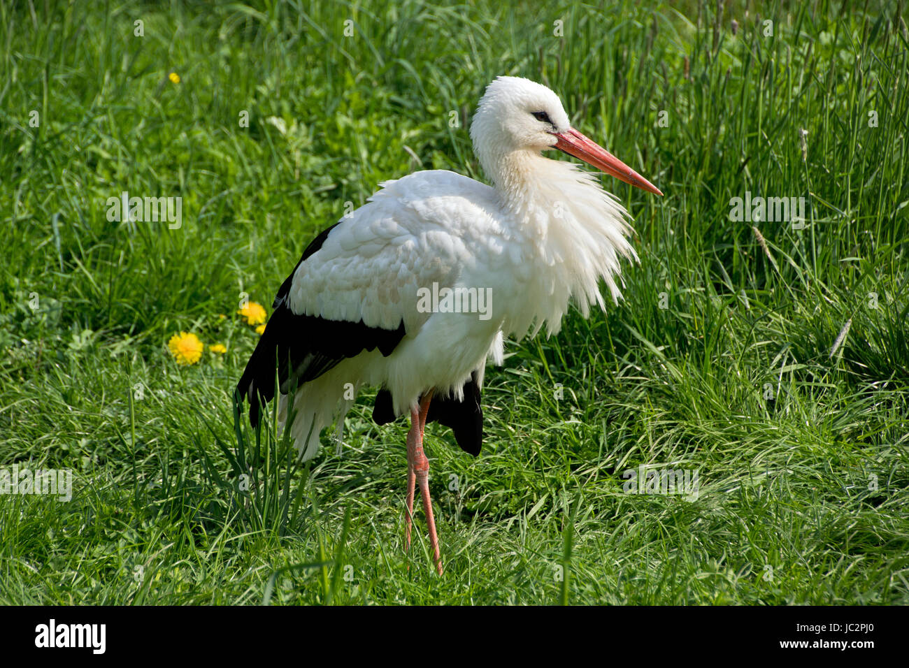 stork in park Stock Photo - Alamy