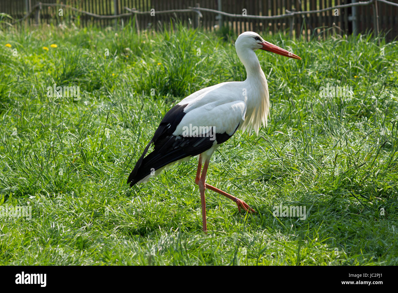 stork in park Stock Photo - Alamy