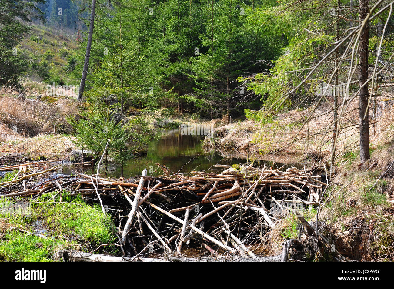 Biber damm hi-res stock photography and images - Alamy