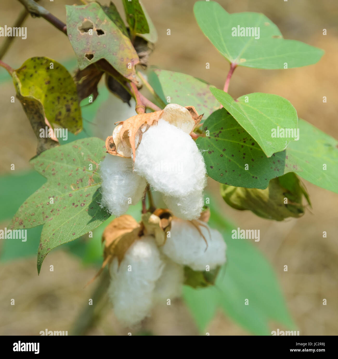 Seed cotton hi-res stock photography and images - Alamy