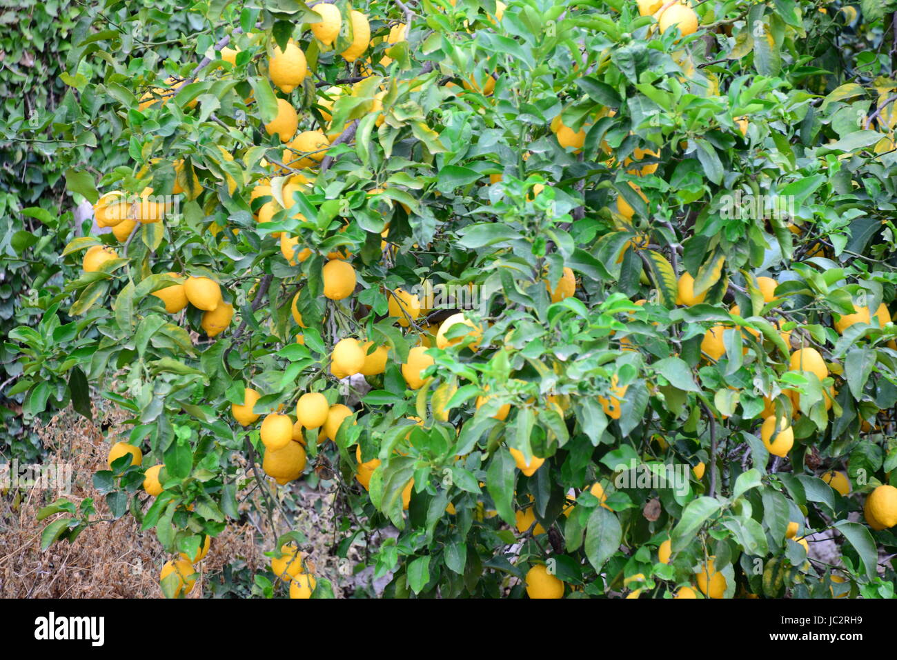 lemon tree at - spain Stock Photo - Alamy
