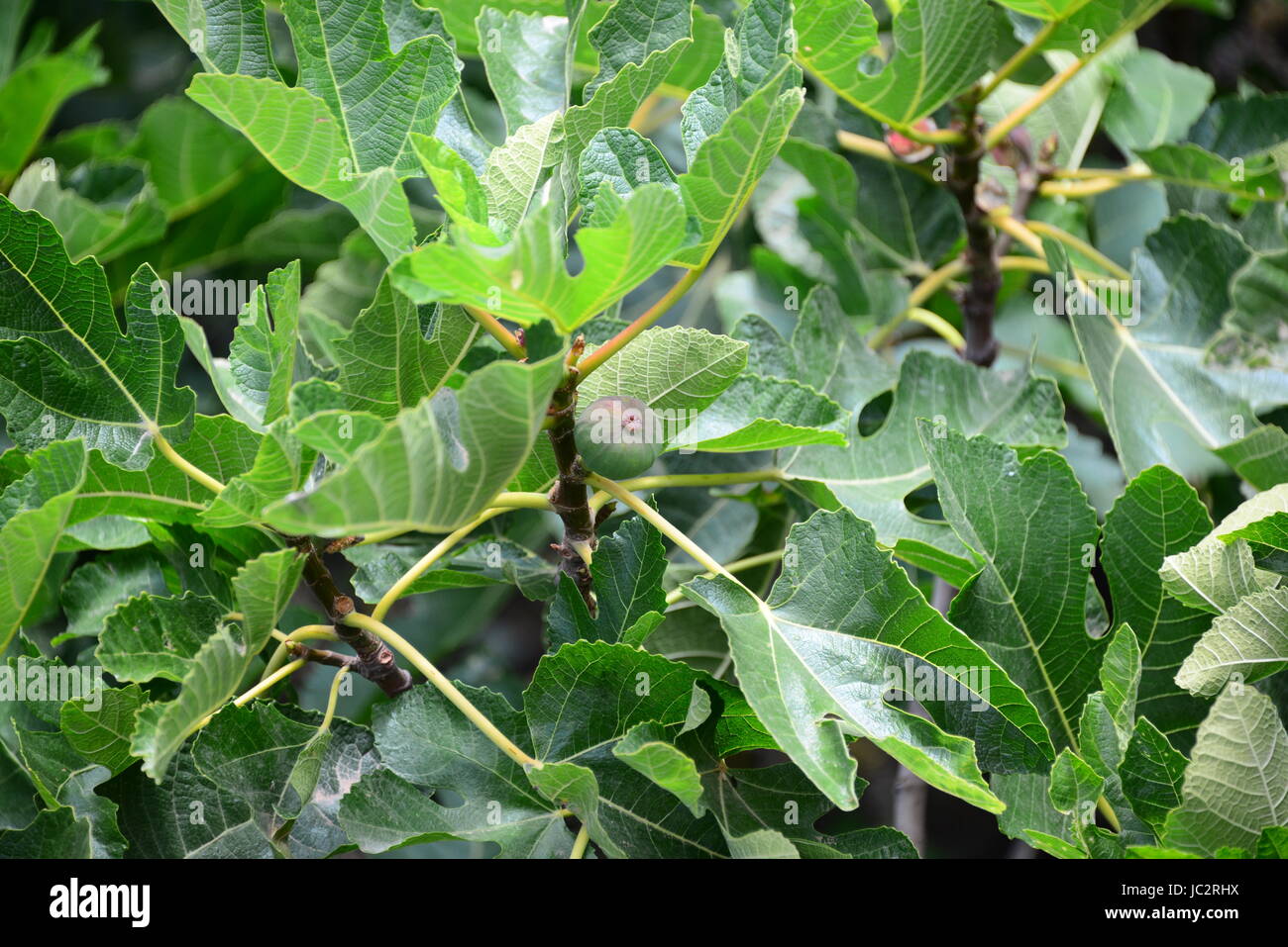 autumn foliage fig tree Stock Photo - Alamy