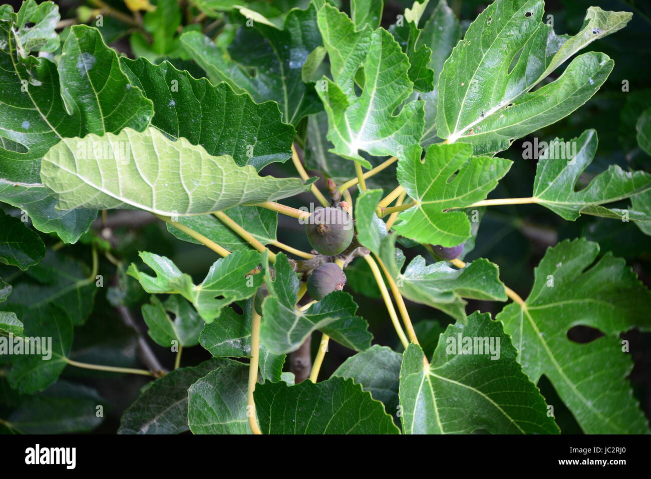 autumn foliage fig tree Stock Photo - Alamy