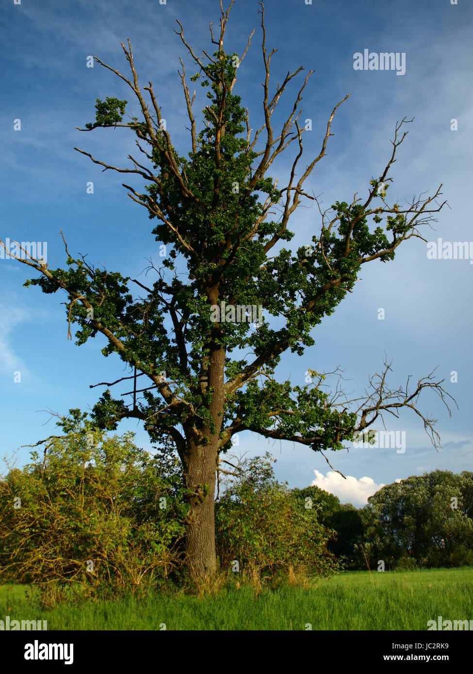 old tree in the au Stock Photo - Alamy
