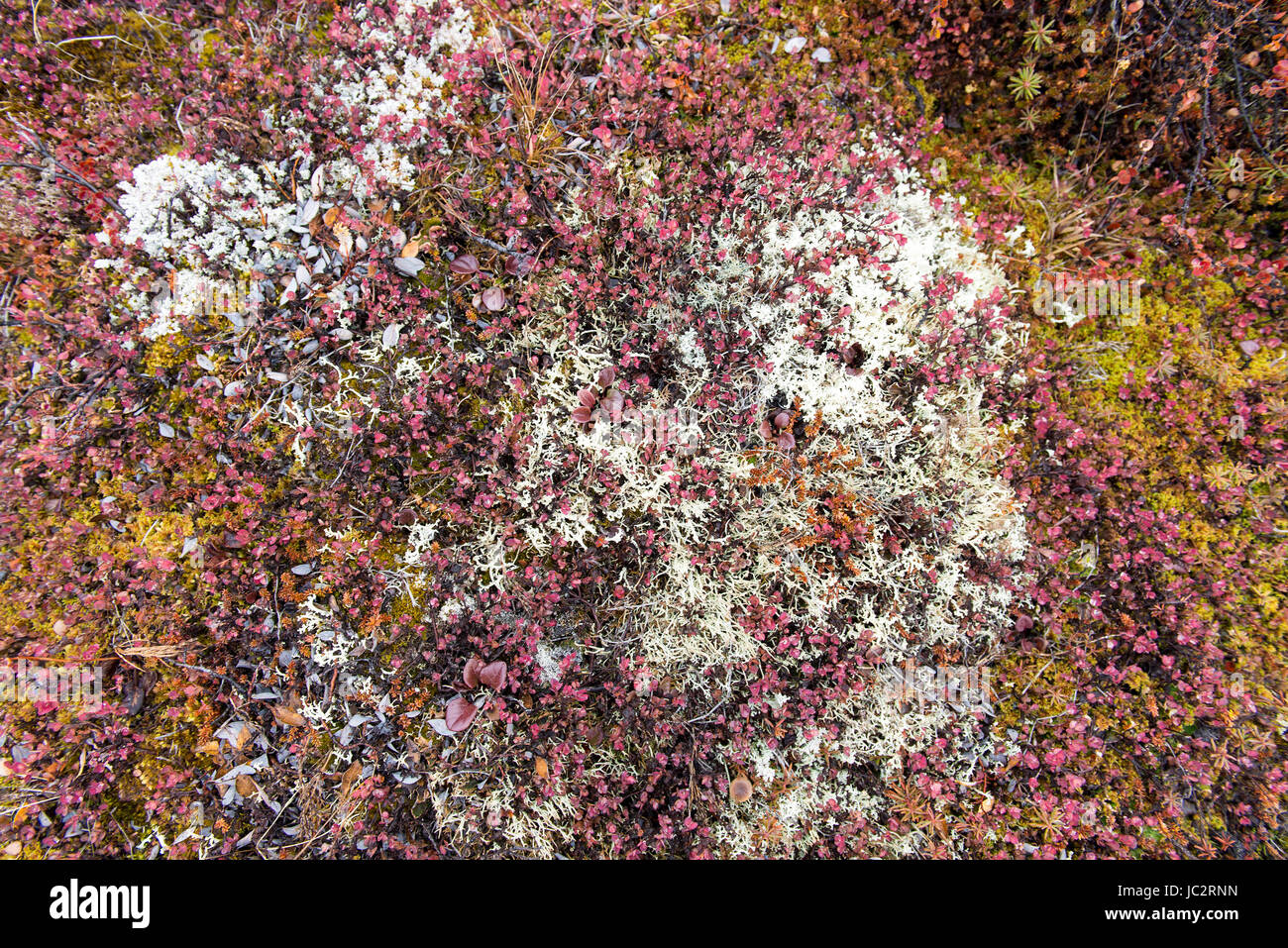Background of arctic tundra vegetation with lichen, dwarf birch and ...