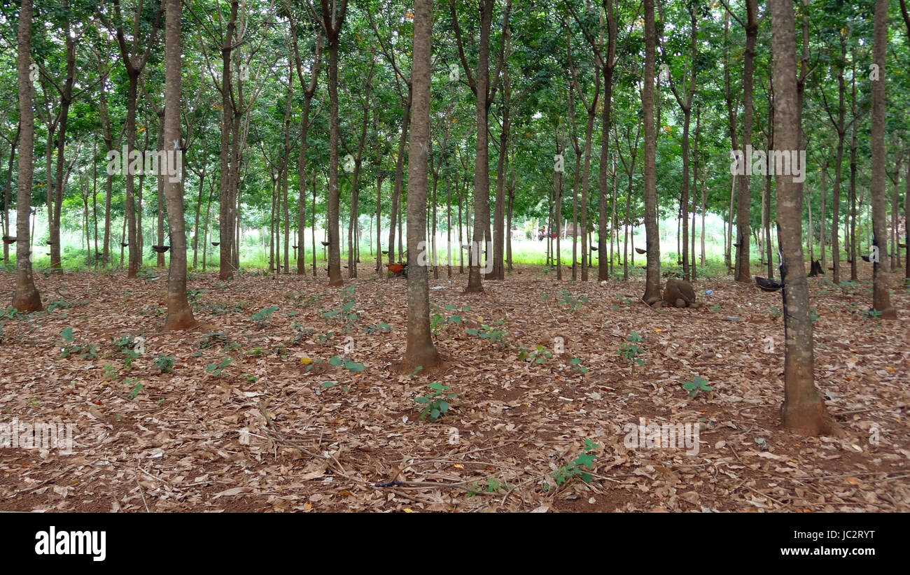 Gummibaum regenwald hi-res stock photography and images - Alamy