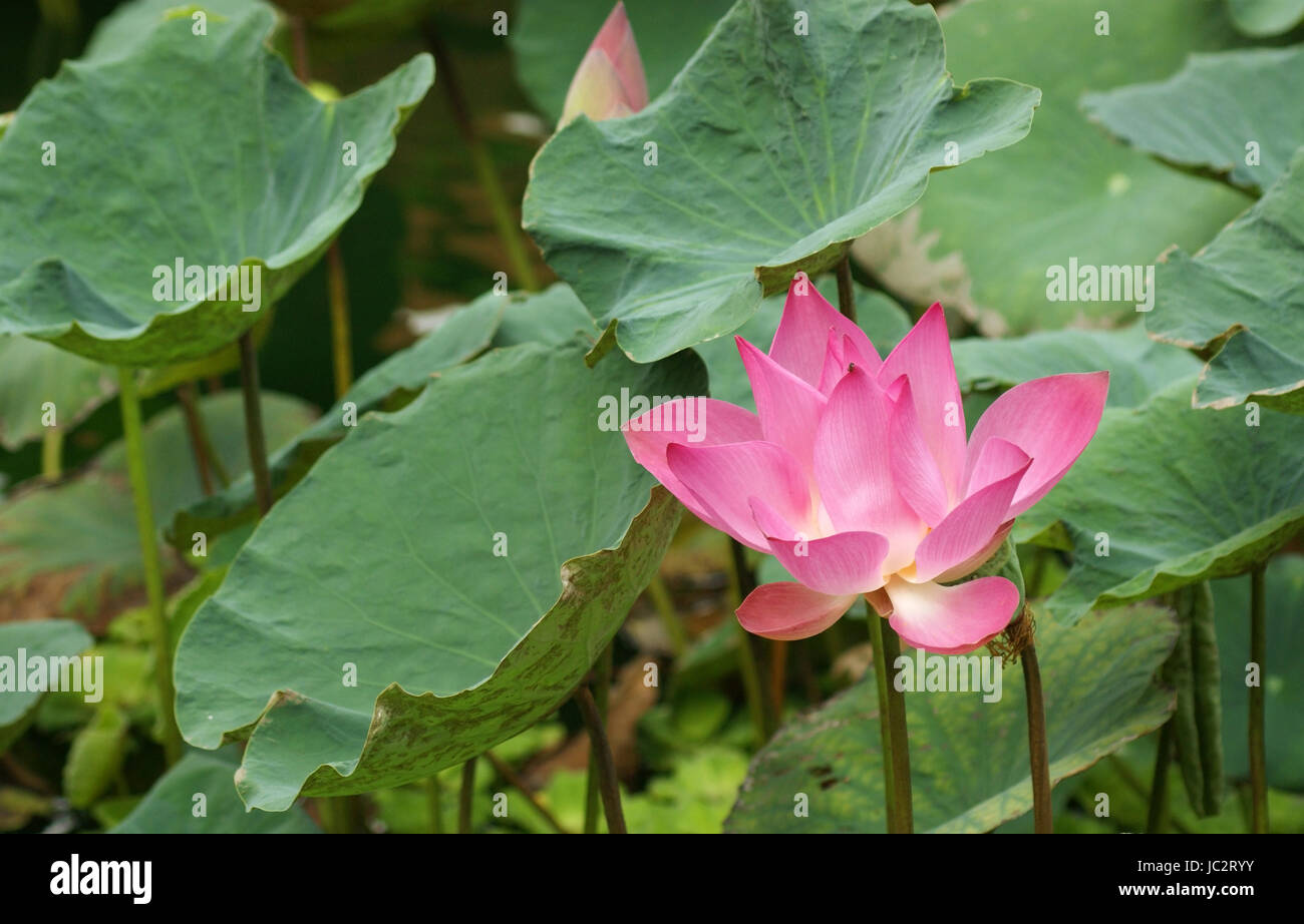pink lotus flower head and leaves seen in Thailand Stock Photo - Alamy