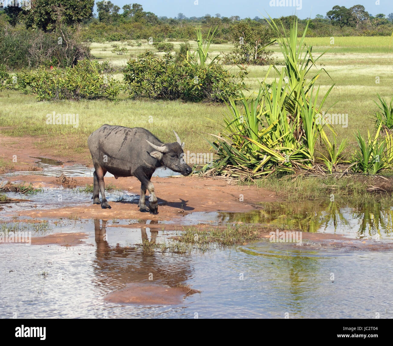 cow in a small stream seen in Thailand Stock Photo - Alamy