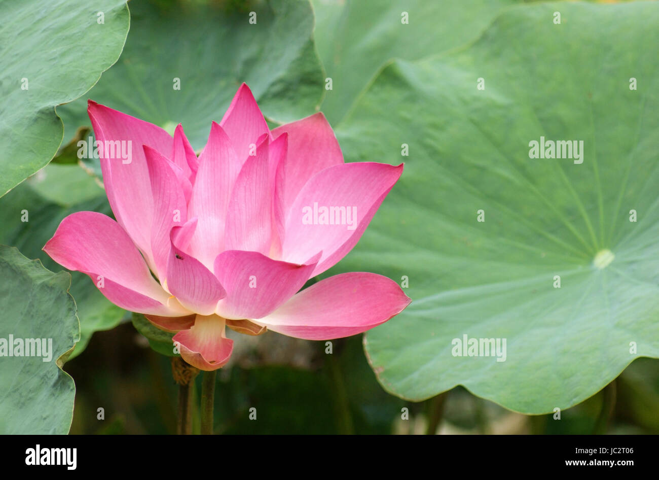 pink lotus flower head and leaves seen in Thailand Stock Photo - Alamy