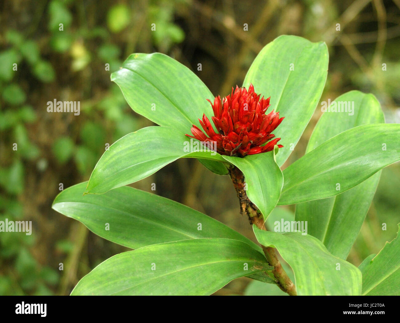 exotic red flower in green ambiance, seen in Thailand Stock Photo - Alamy