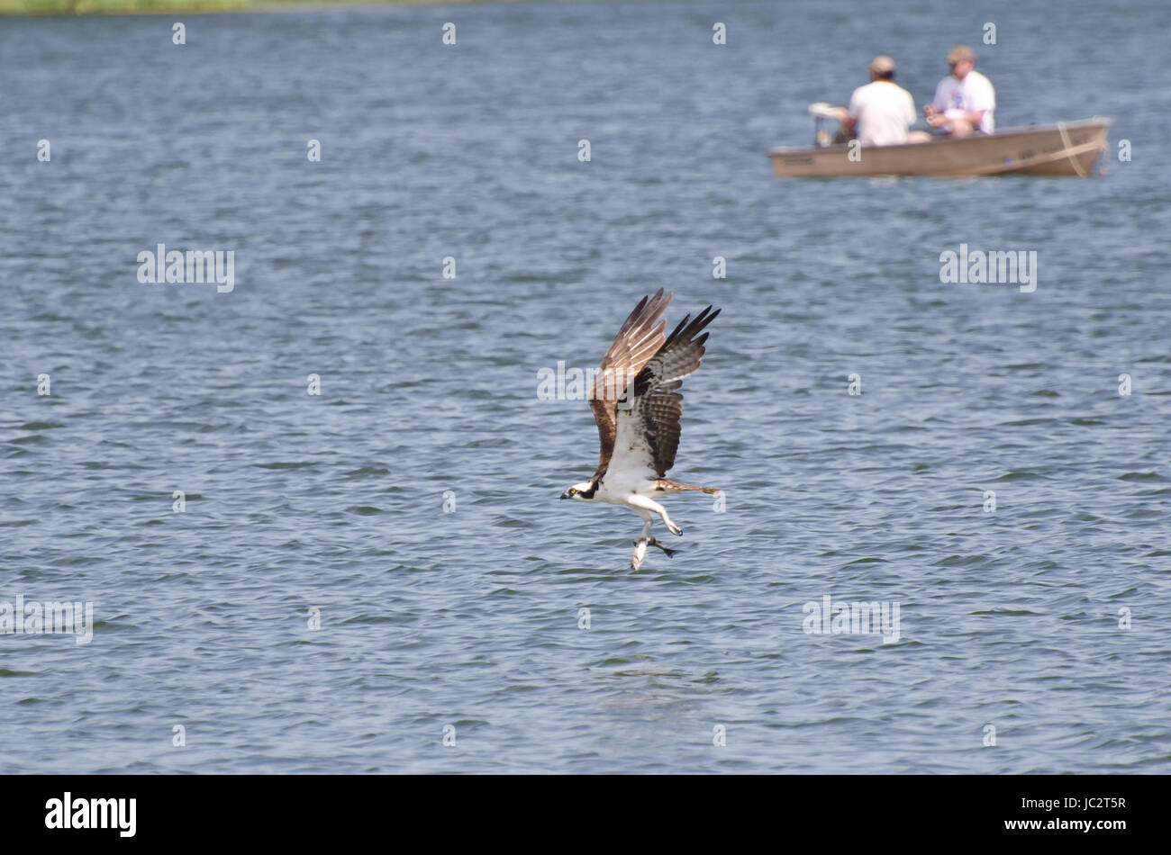 Osprey Carrying a Caught Fish Past Two Fishermen Stock Photo - Alamy