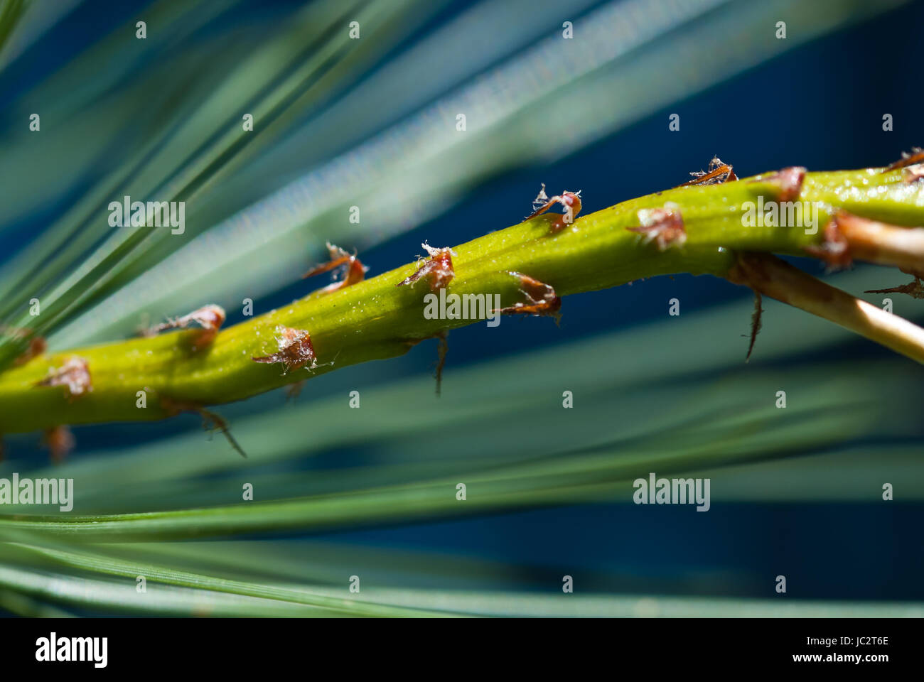 Nature’s Abstract – Evergreen Branch Stock Photo - Alamy
