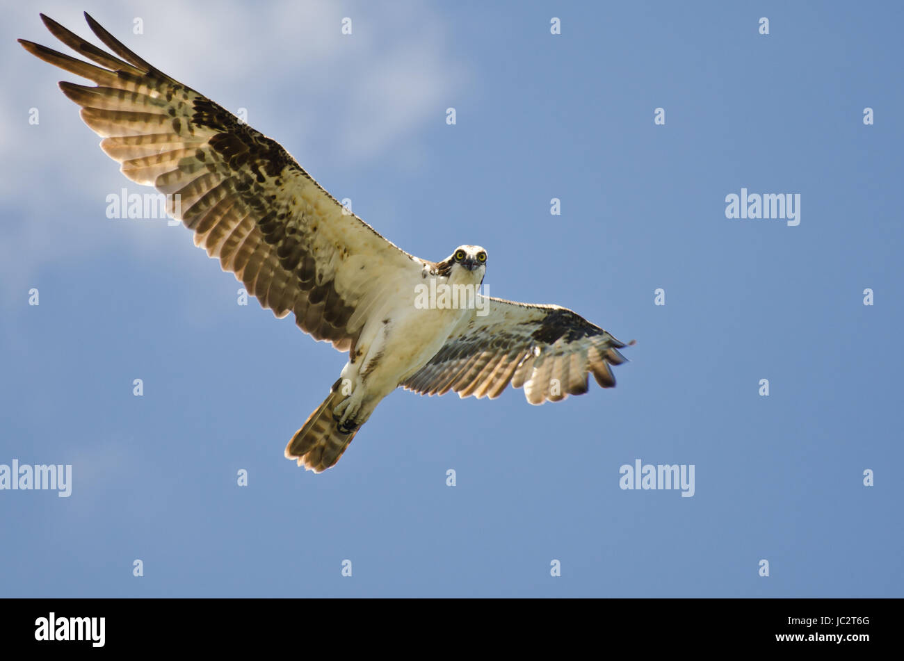 Osprey Making Eye Contact While Flying in Blue Sky Stock Photo - Alamy