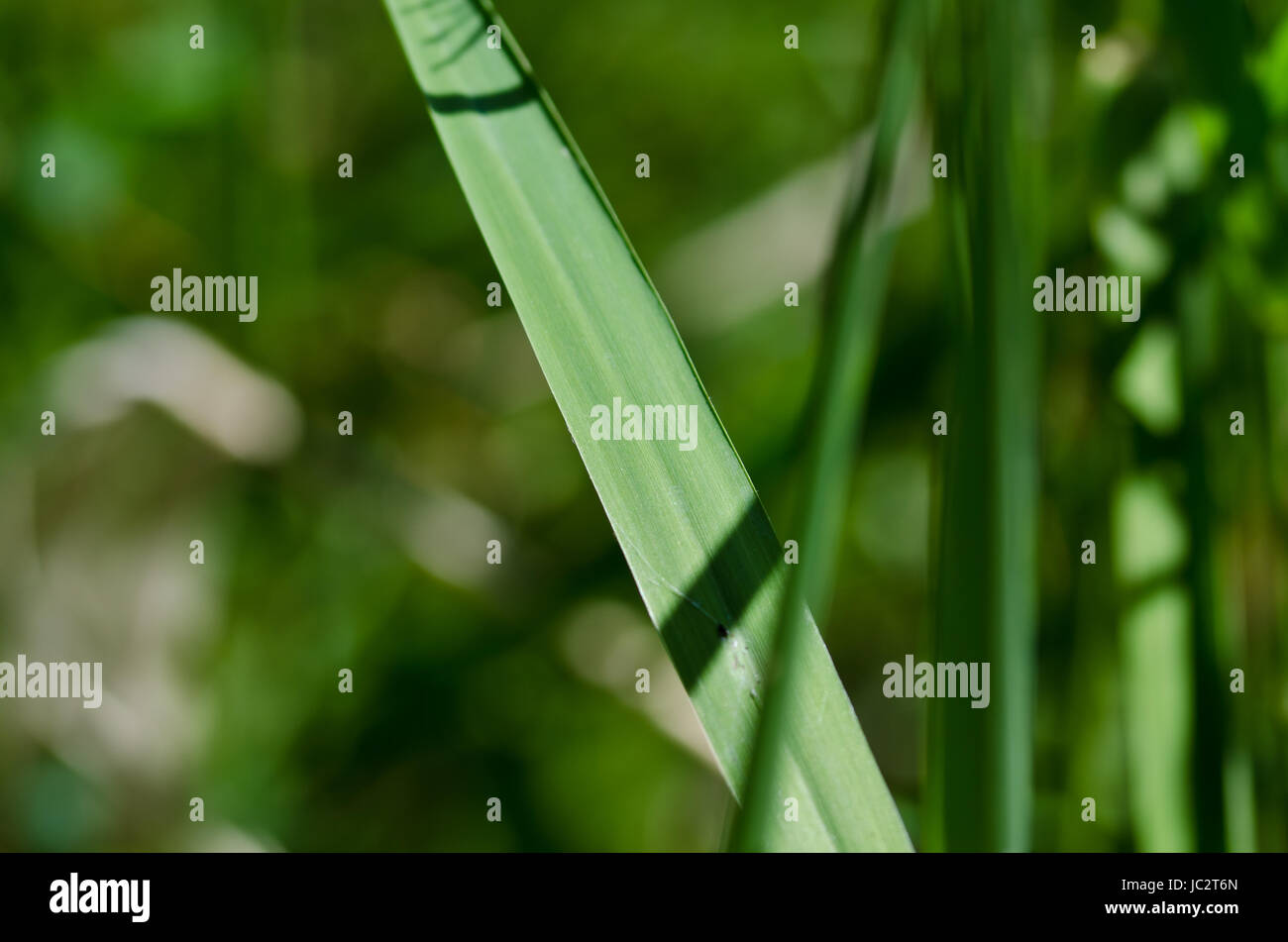 Nature’s Abstract – Blade of Grass Stock Photo - Alamy