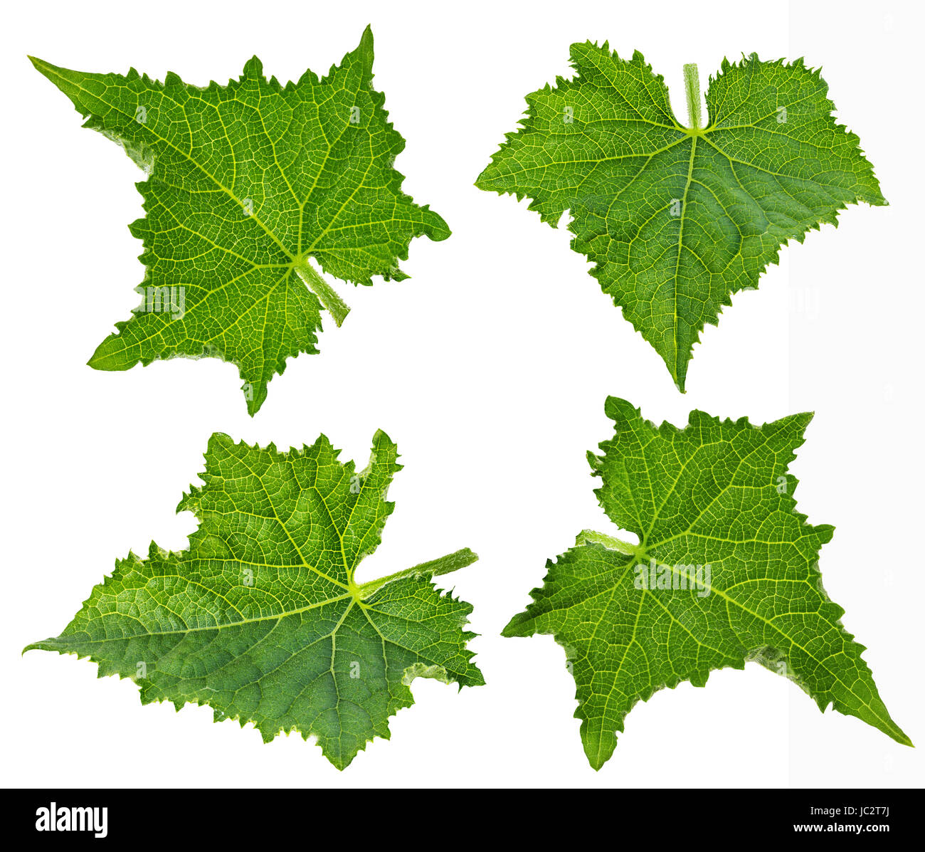 Cucumber leaf leaves plant hi-res stock photography and images - Alamy