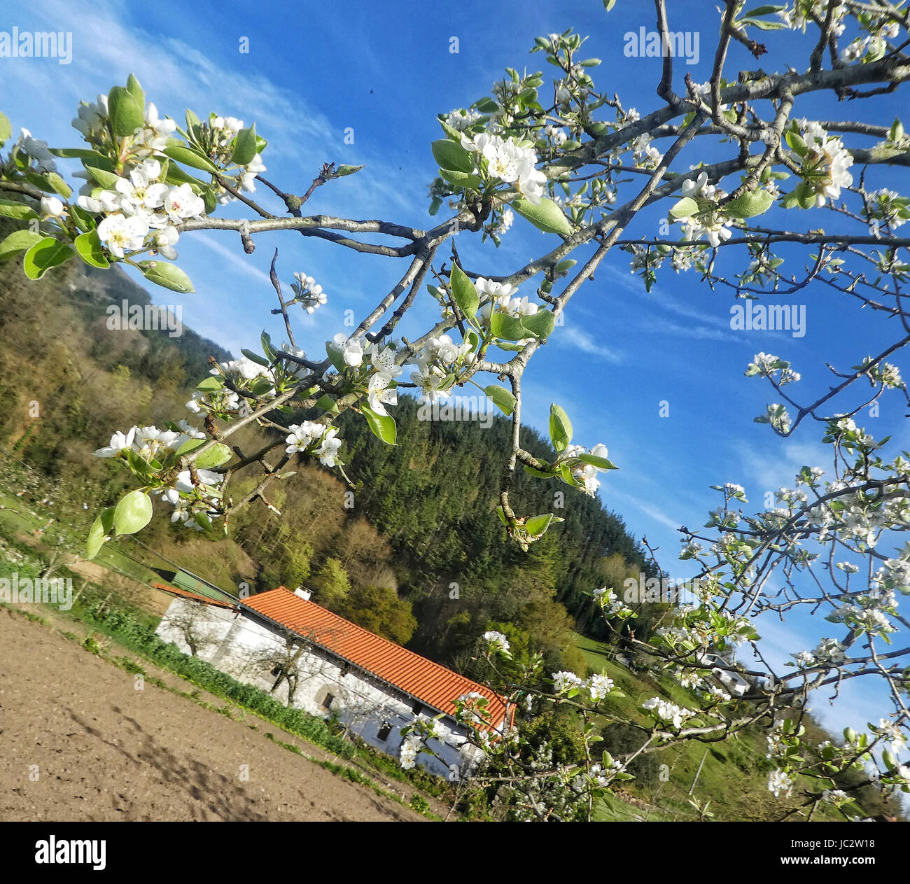 Flowering tree in rural land, Basque Country Stock Photo - Alamy