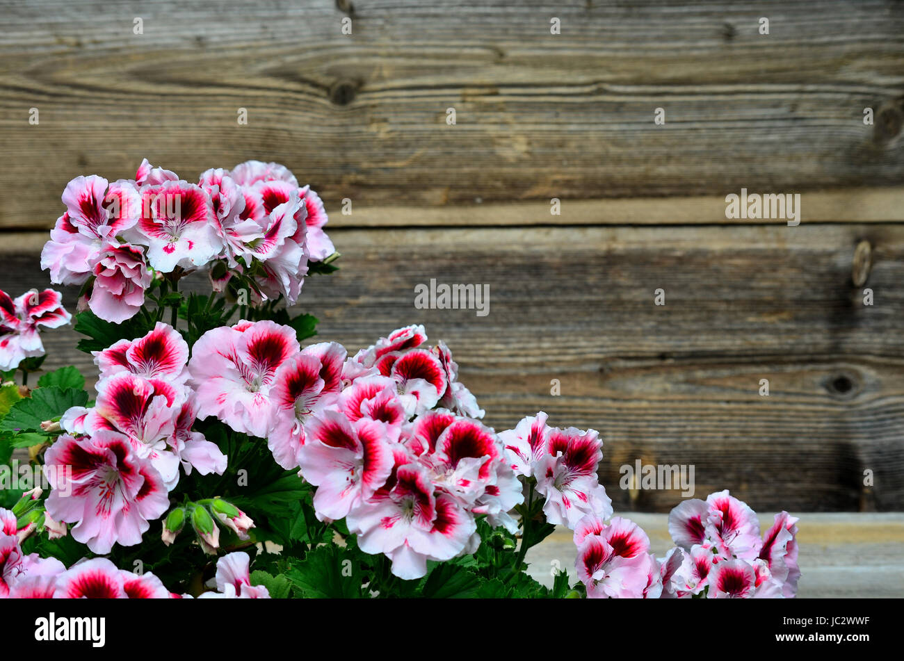 Ranke blumen hi-res stock photography and images - Alamy