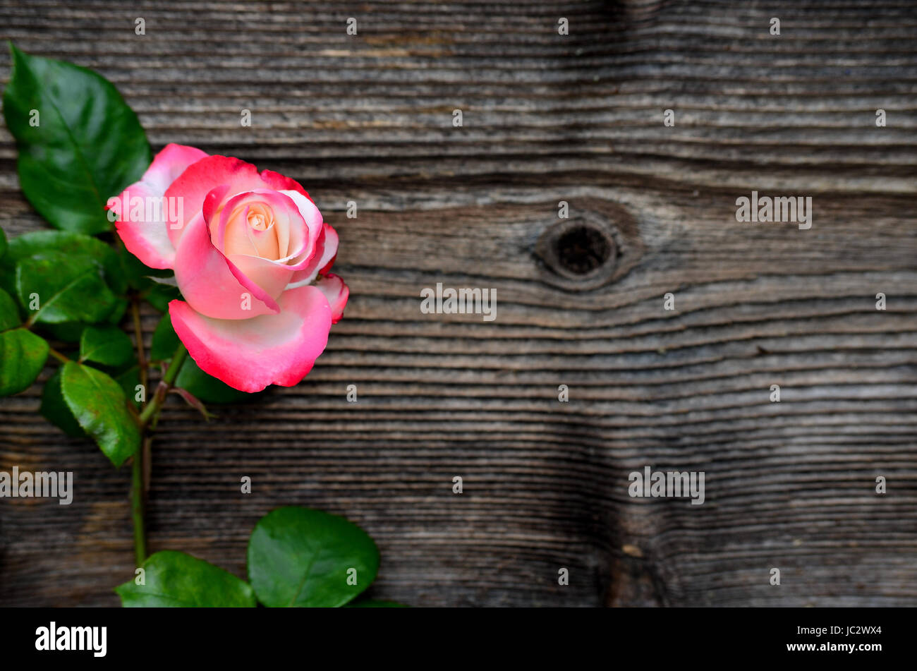 wood background rose Stock Photo - Alamy