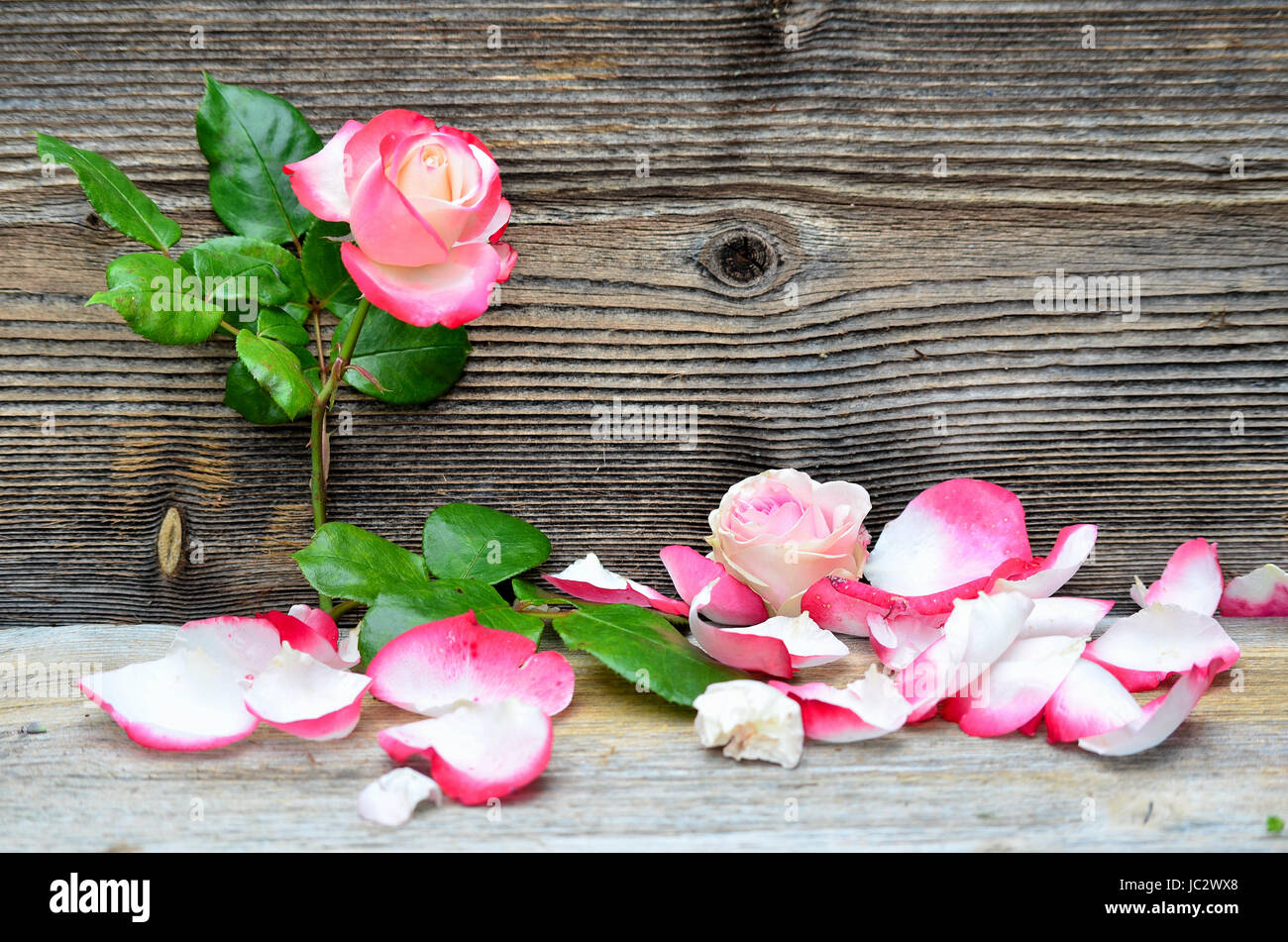 wood background rose Stock Photo - Alamy