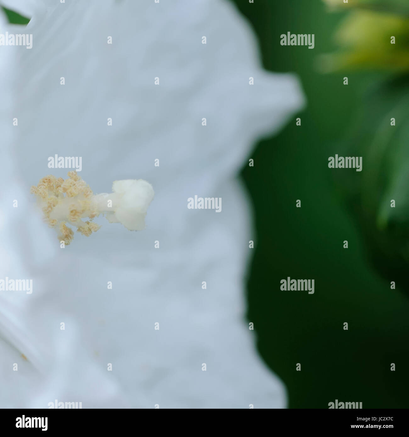 close up view park Stock Photo - Alamy