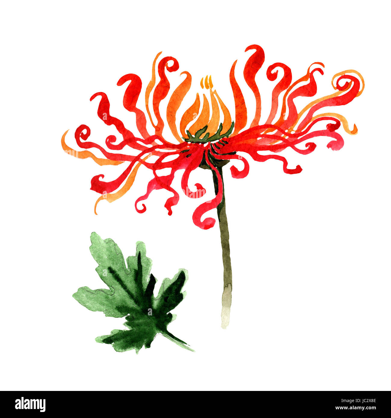 Wildflower chrysanthemum flower in a watercolor style isolated. Full ...