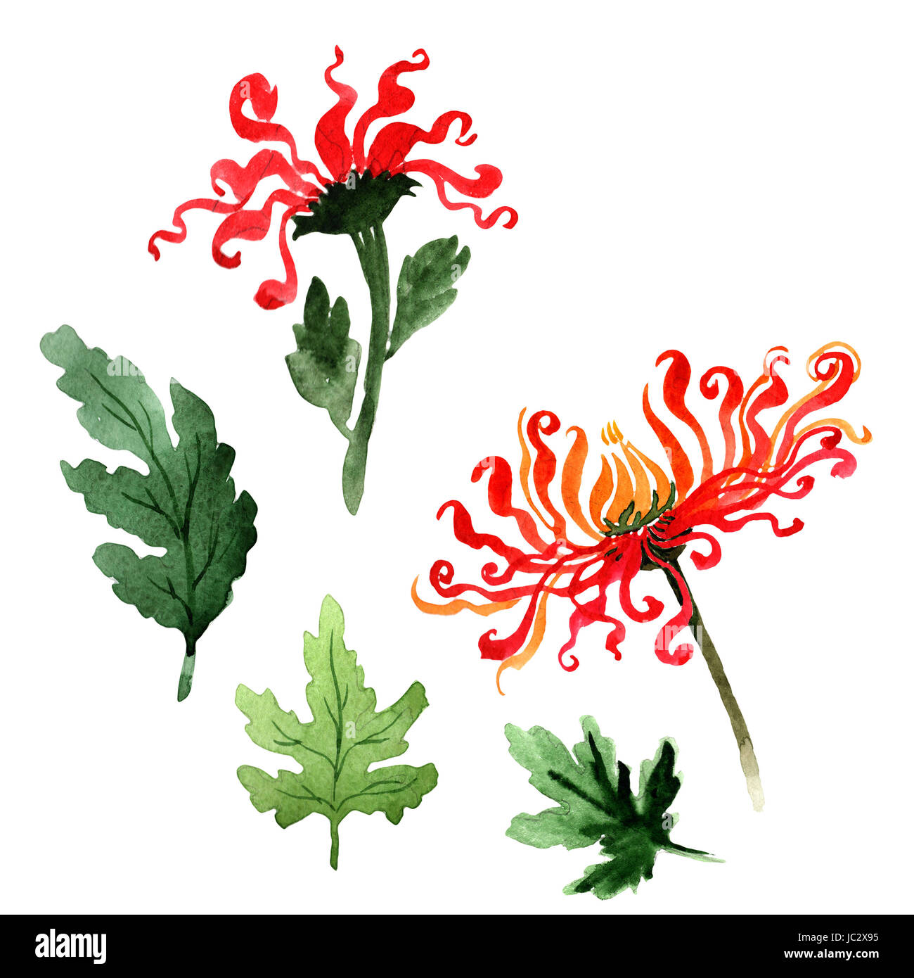 Wildflower chrysanthemum flower in a watercolor style isolated. Full ...