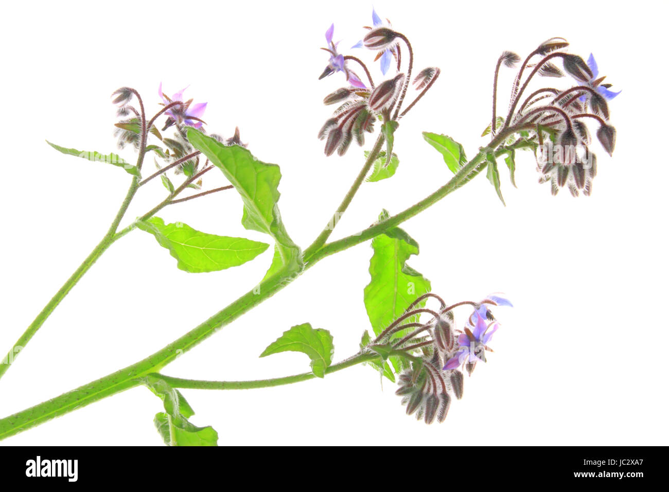Borretsch (Borago officinalis) blühende Pflanze freigestellt vor weißem ...
