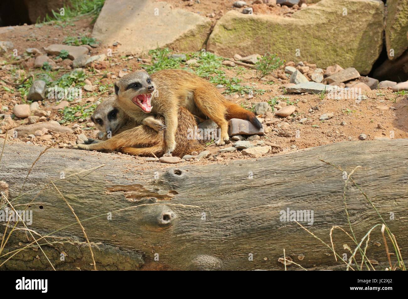 yawning meerkat with sharp teeth Stock Photo - Alamy