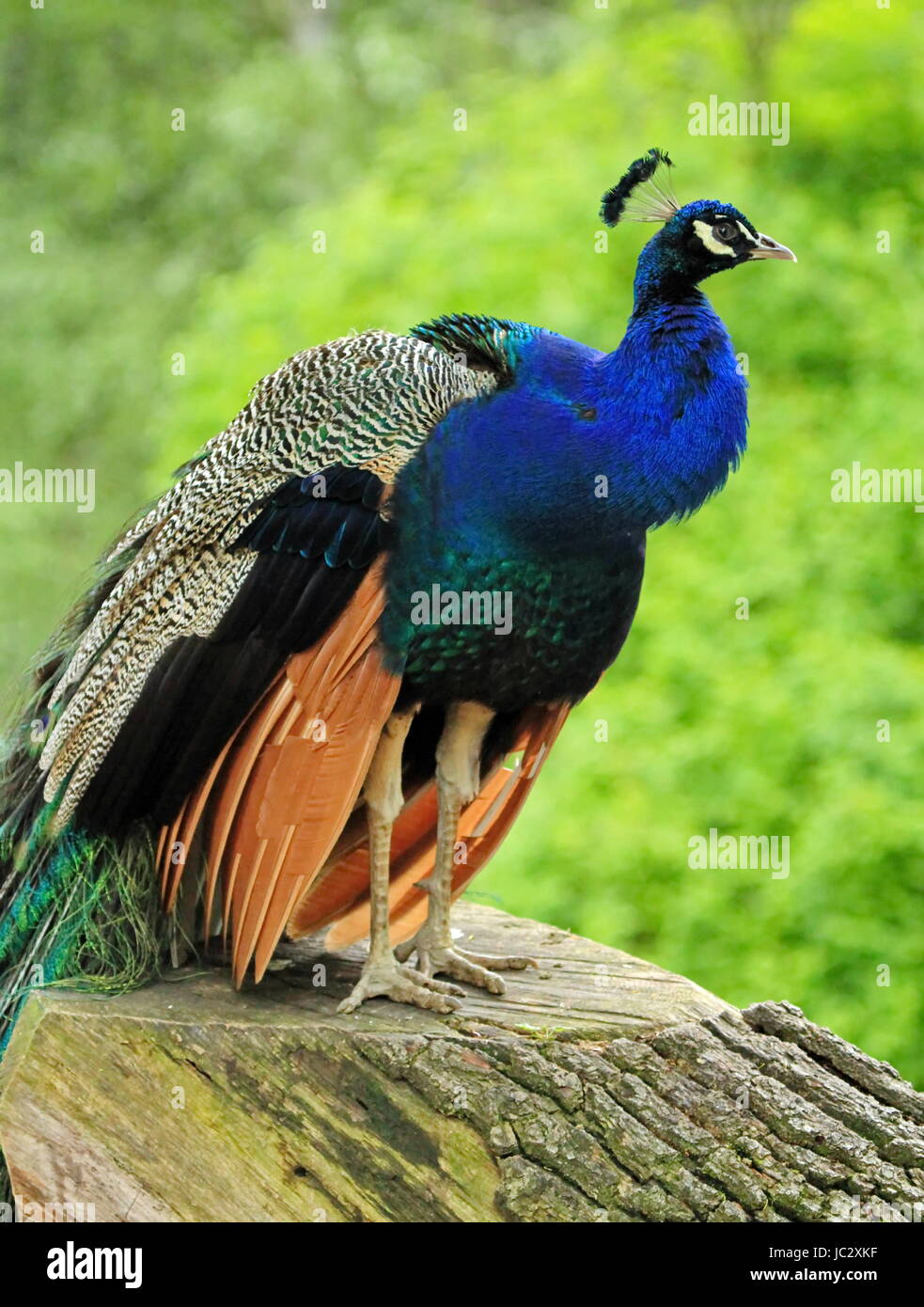 Male peacock standing proudly on a trunk Stock Photo - Alamy
