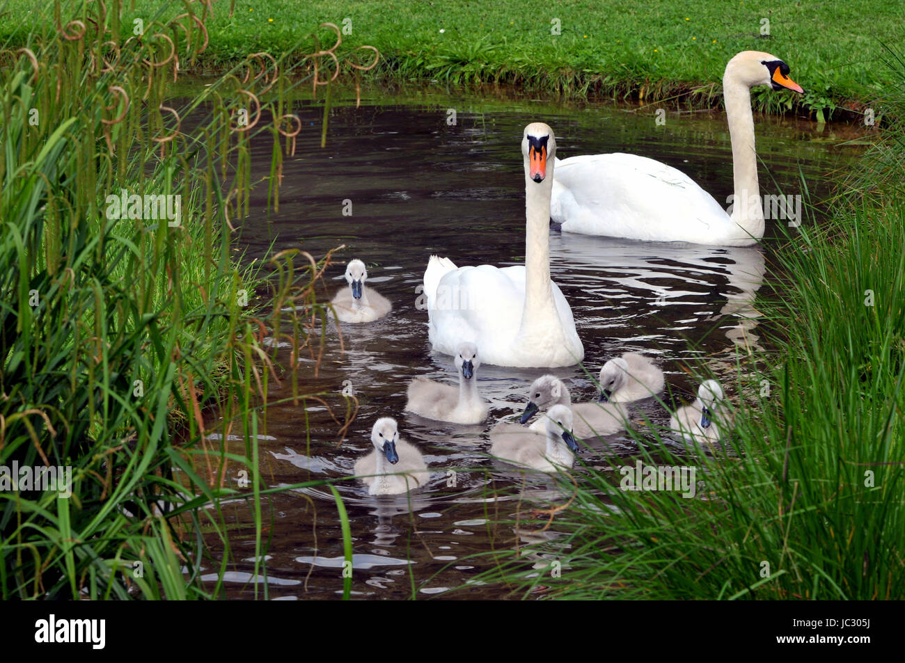 swan family in the creek Stock Photo - Alamy